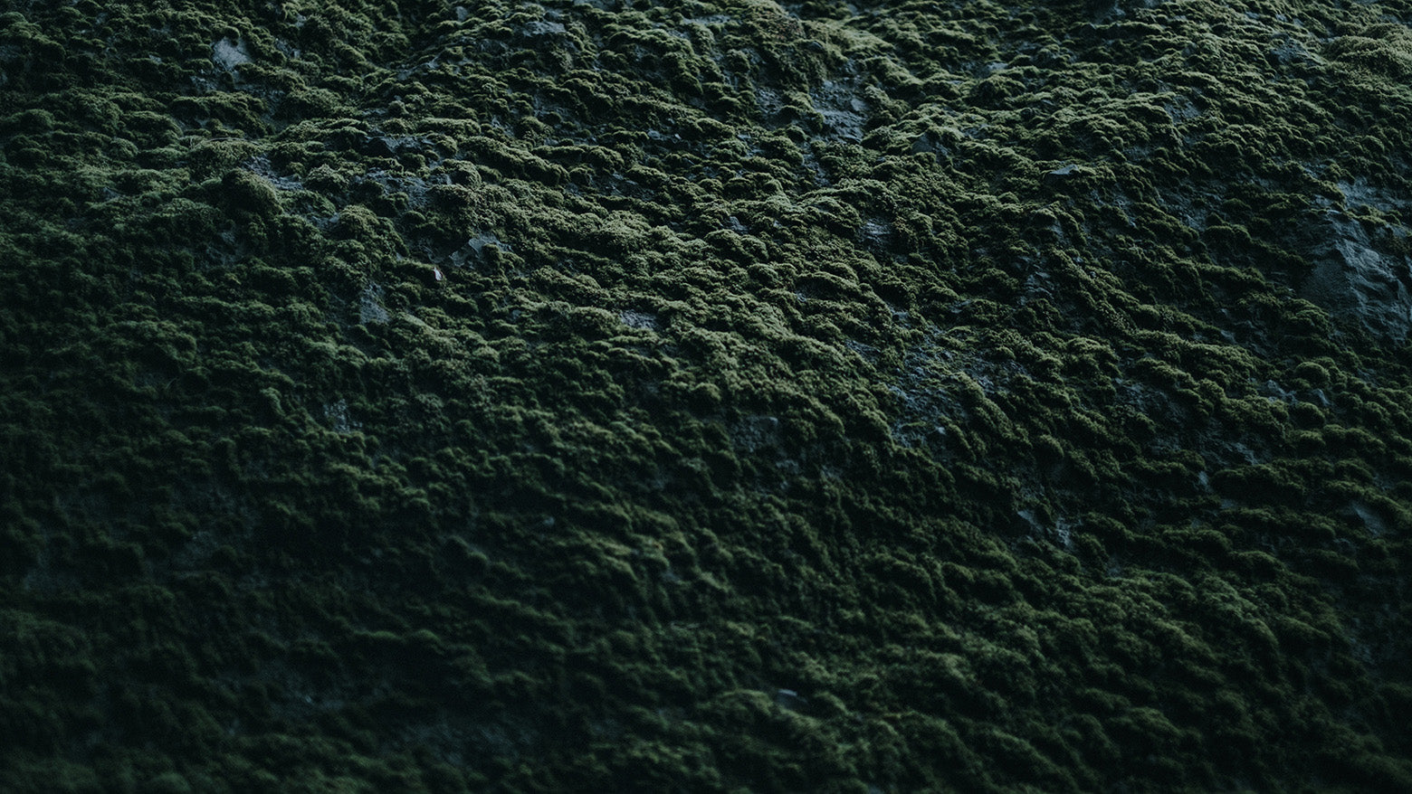 Pappi's Sea Moss Company